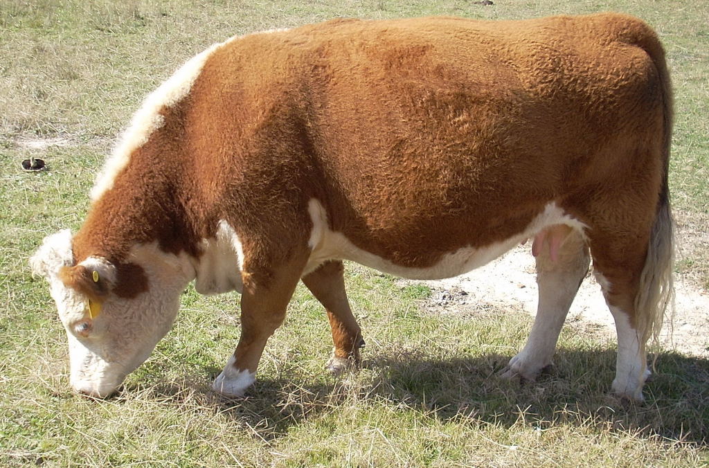 Miniature Hereford 4 | Australian Miniature Hereford Breeders Network