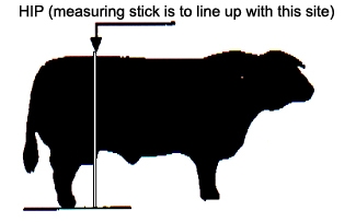 Measuring Miniature Hereford Cattle | Australian Miniature Hereford ...