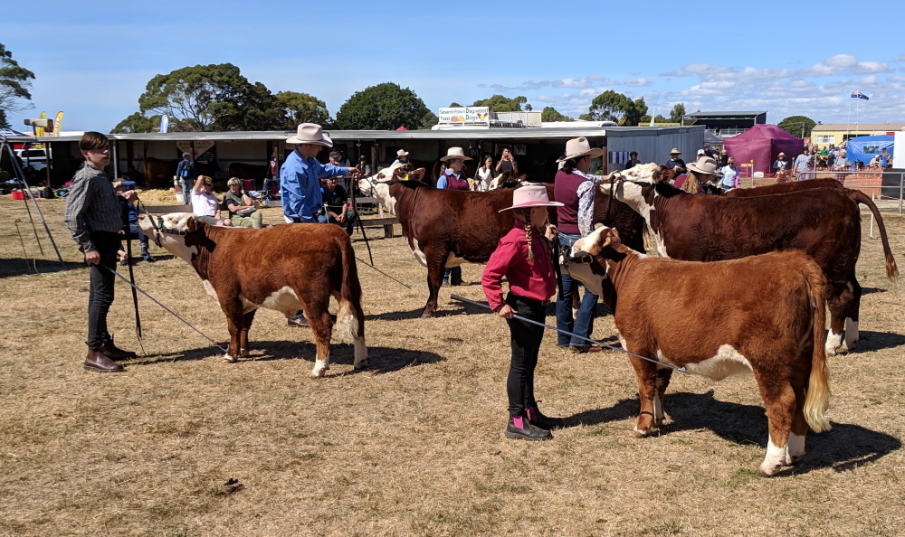 Miniature Herefords – the little animal who packs a big punch ...