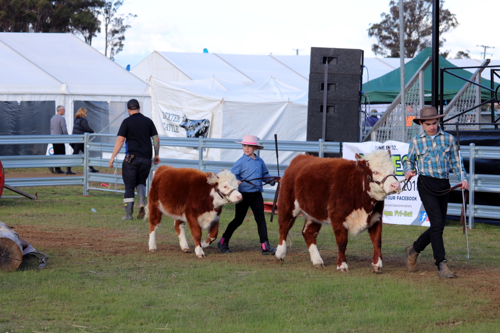 Miniature Herefords – the little animal who packs a big punch ...